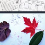 Thanksgiving Science Experiments - The Crafty Classroom