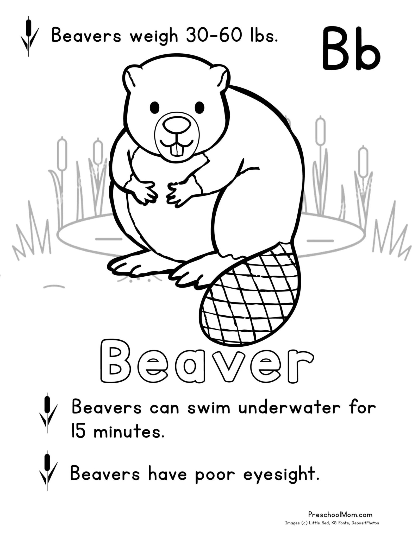 Color & Learn A-Z Animals & Habitats - The Crafty Classroom